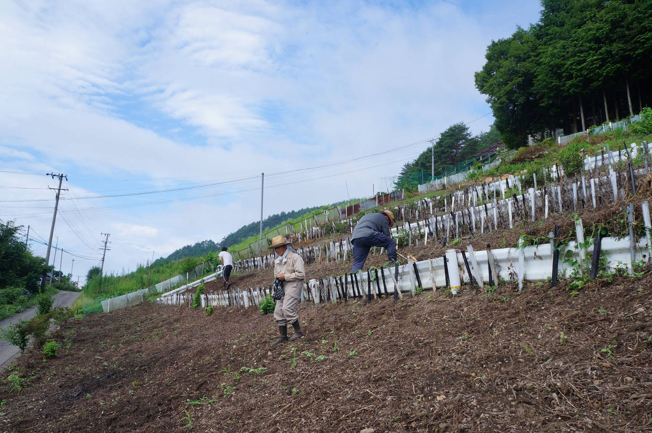 聖岳と蕎麦畑 公式高原ロッジ下栗長野県飯田市上村下栗 天空の里