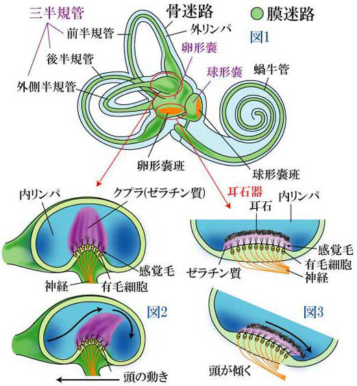 Images of 平衡感覚 JapaneseClass jp