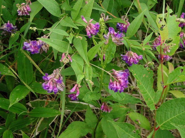ナンテンハギ 野山に自然に咲く花のページ