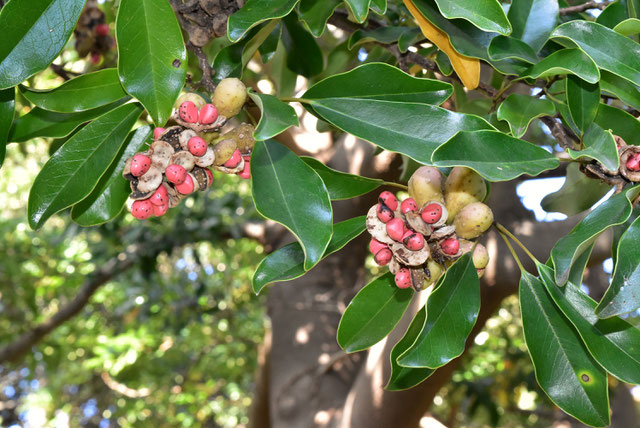 オガタマノキ 庭木図鑑 植木ペディア