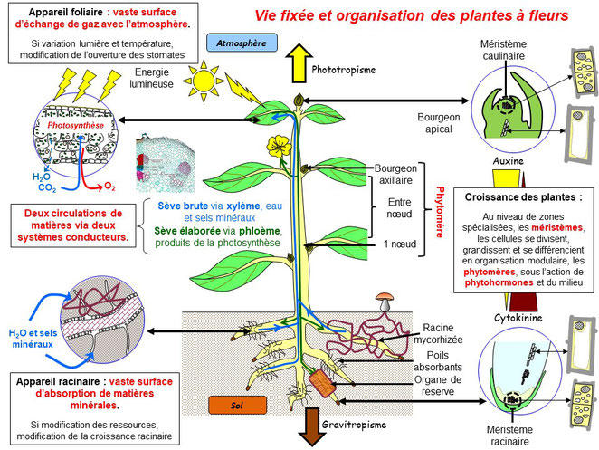 La Plante Productrice De Matière Organique Communauté MCMS