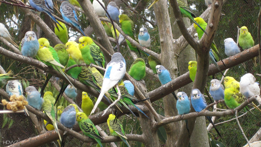 PERIQUITOS AUSTRALIANOS Conocelaves