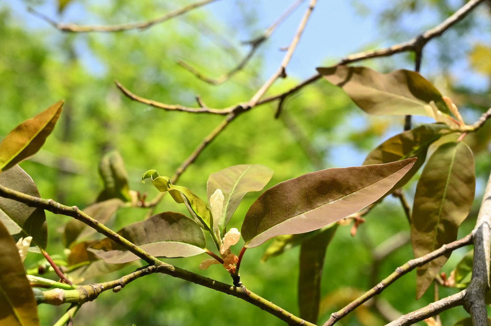 タムシバ田虫葉 庭木図鑑 植木ペディア