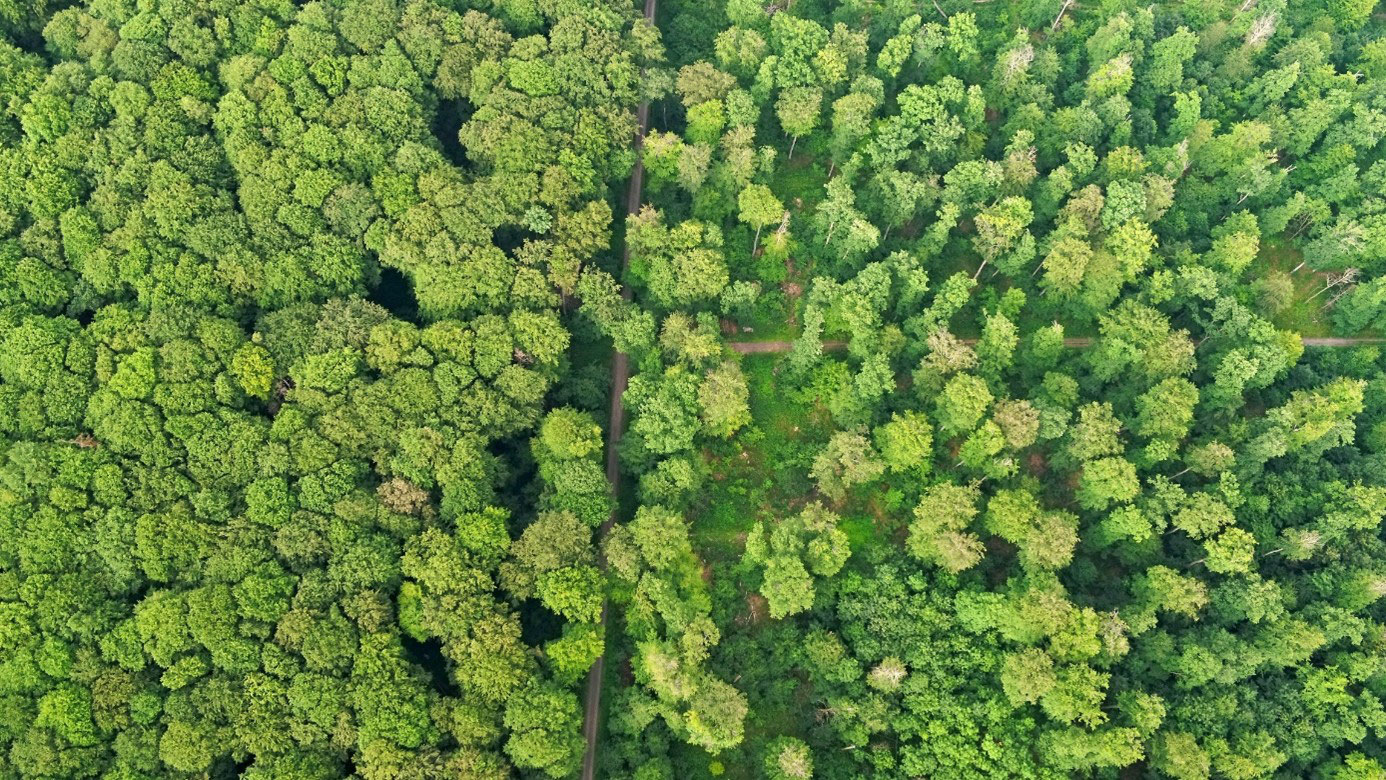 Wald Im Klimawandel NABU Donsbach