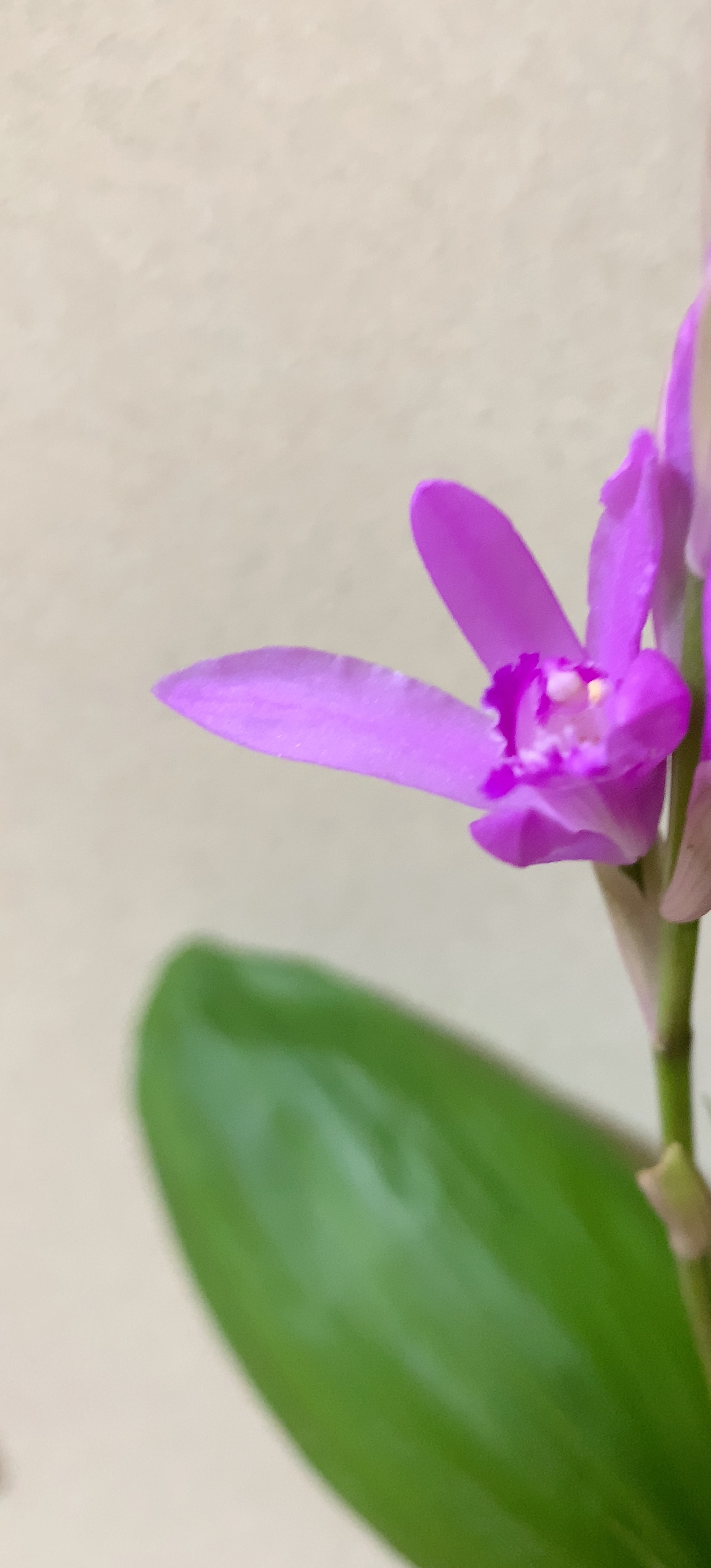 紫蘭 桜路茶道教室