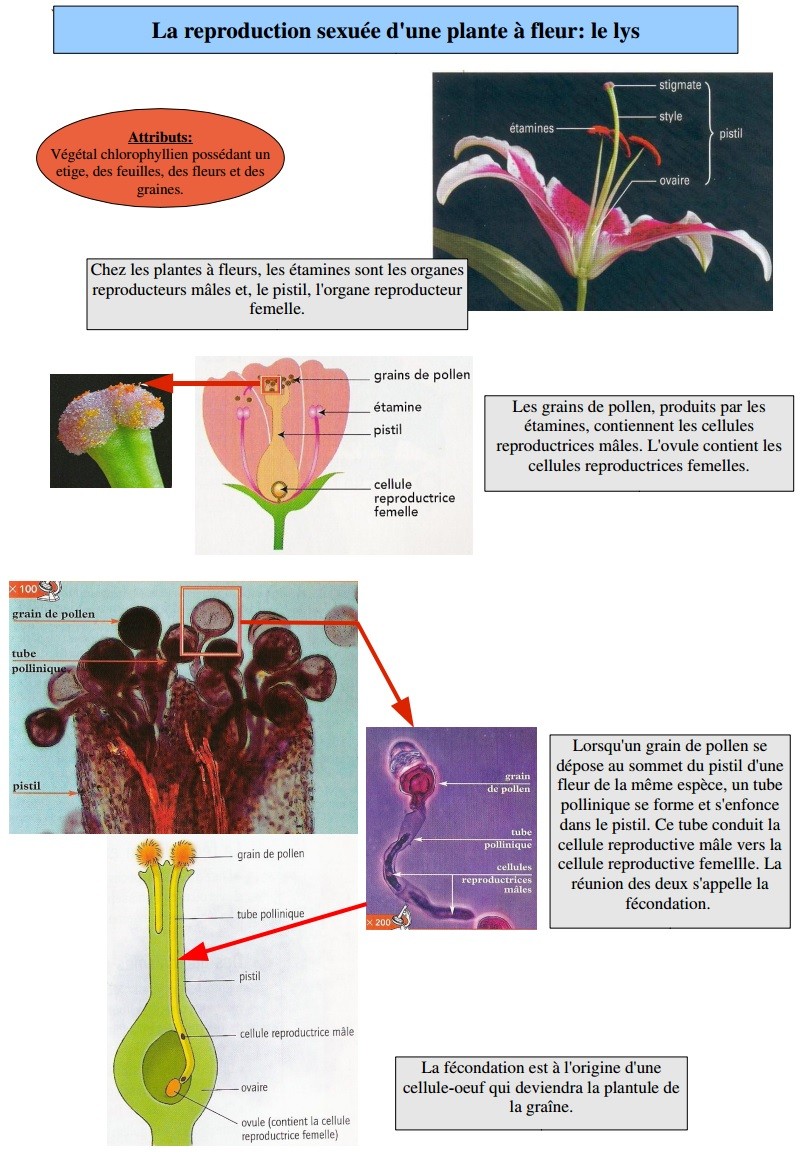 La reproduction sexuée animale et végétale Site de cours de collège