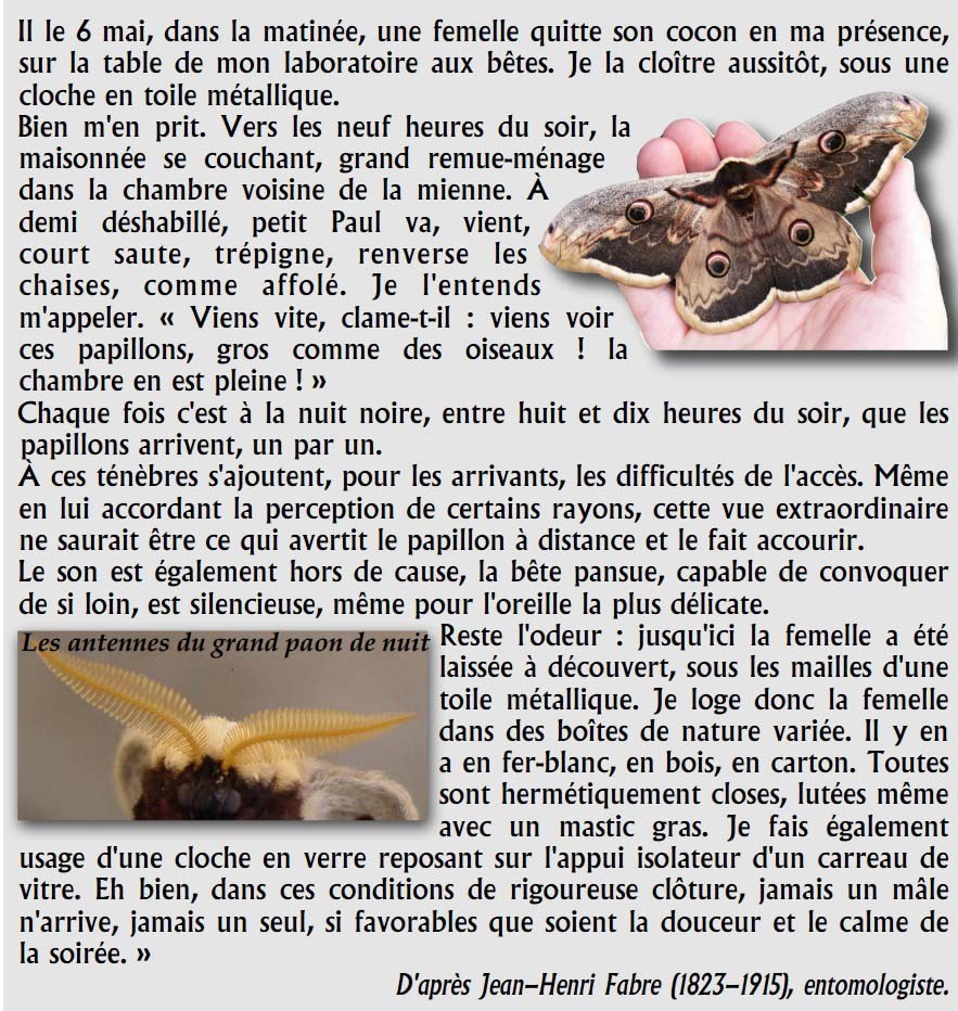 La reproduction sexuée animale et végétale Site de cours de collège