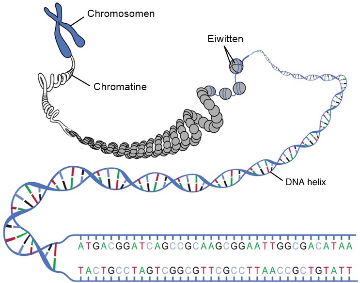 Chromosomen Arbeitsblatt