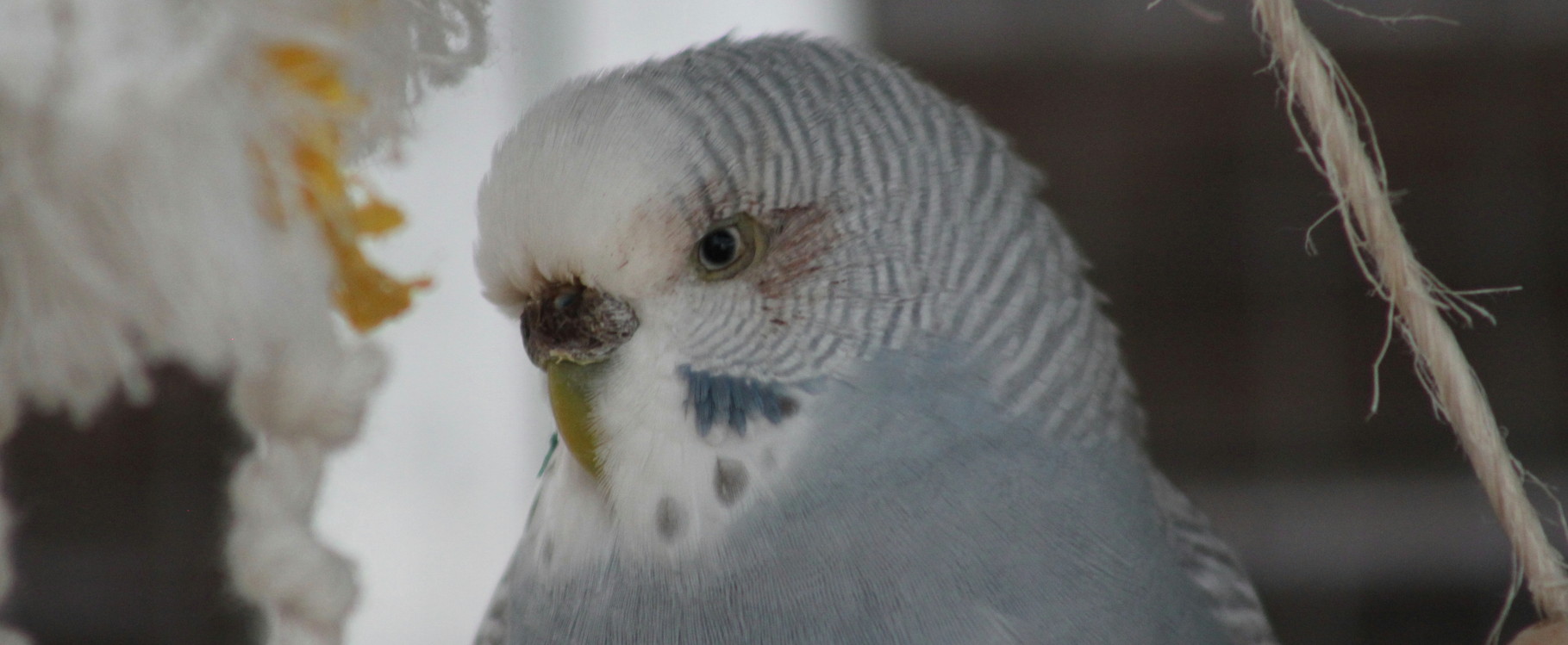 Pourquoi dois je emmener mon oiseau chez le vétérinaire même pour une