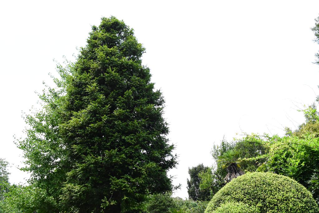カヤ榧 庭木図鑑 植木ペディア