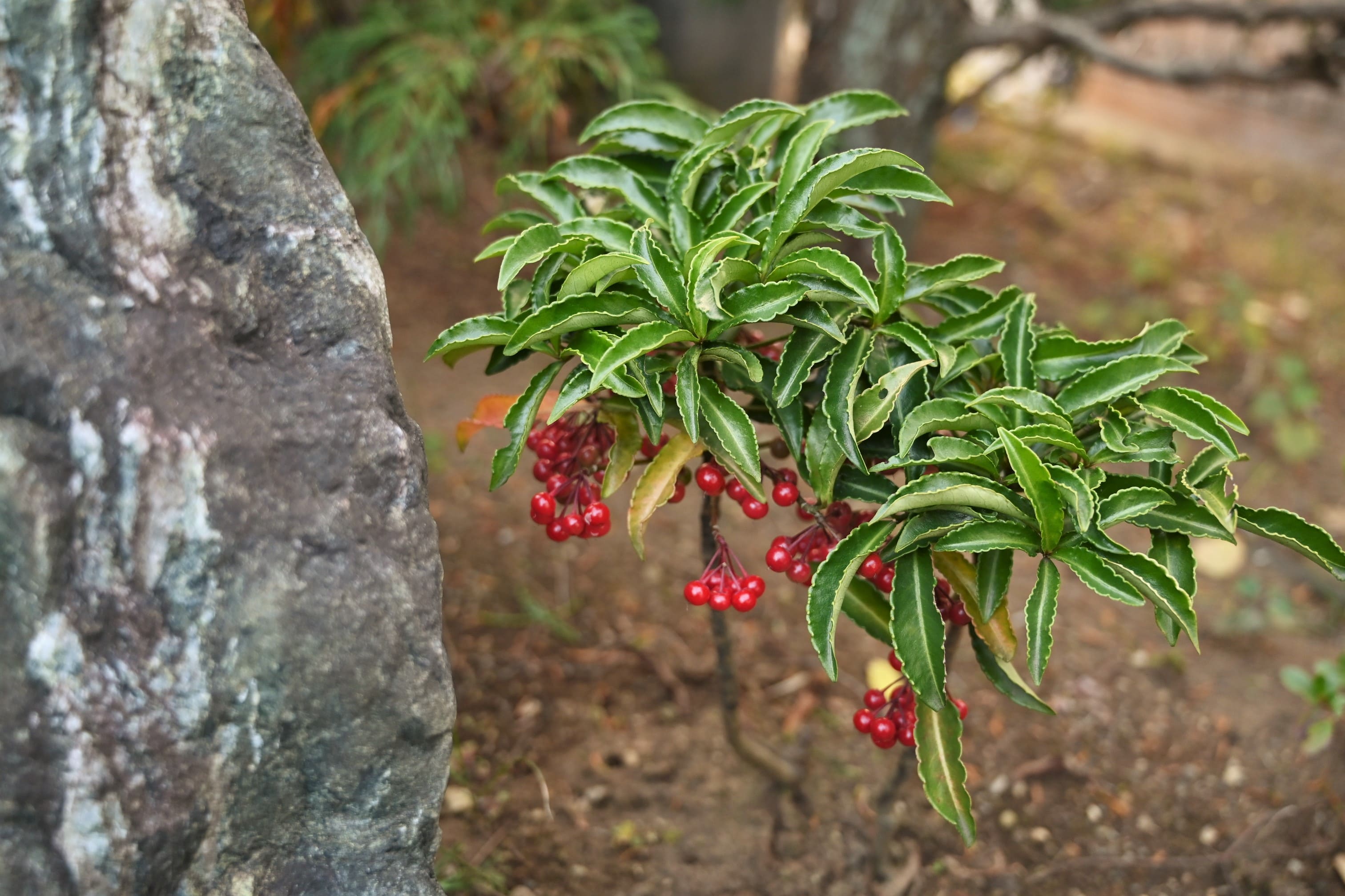 日陰に強い木 庭木図鑑 植木ペディア