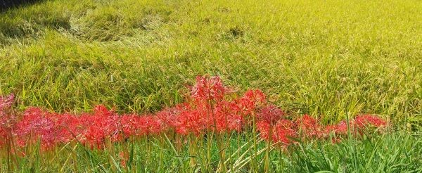 アネモネ明日香吟行 俳句河内野