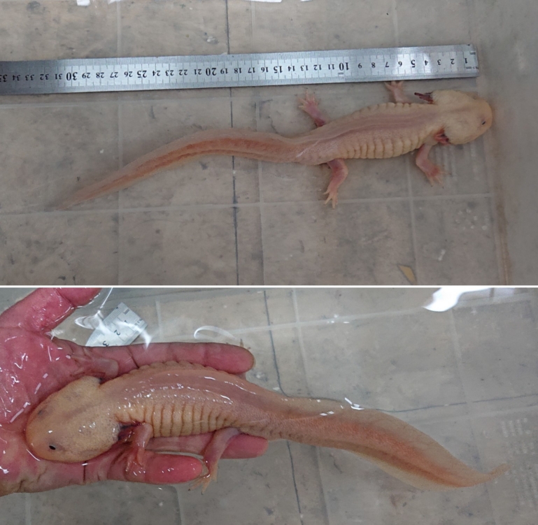 ウーパールーパー成体 陸化上陸変態 の飼育 淡水魚販売東北淡水魚のホームページ