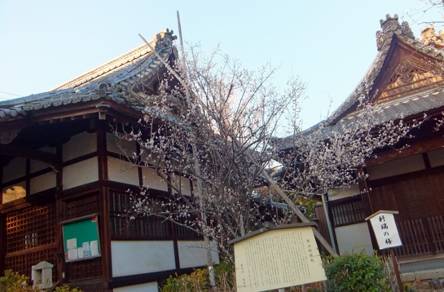軒端の梅 東北院にて 京都川上服飾専門学校 お知らせ
