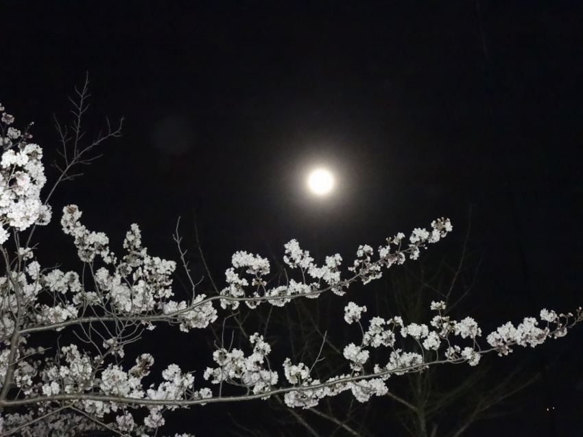 朧 月 夜 awareness 2 ページ