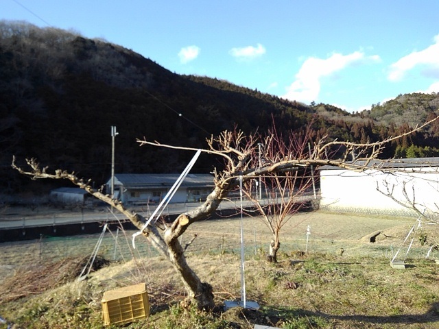 スモモの剪定 富岡果樹園兵庫県佐用町三日月
