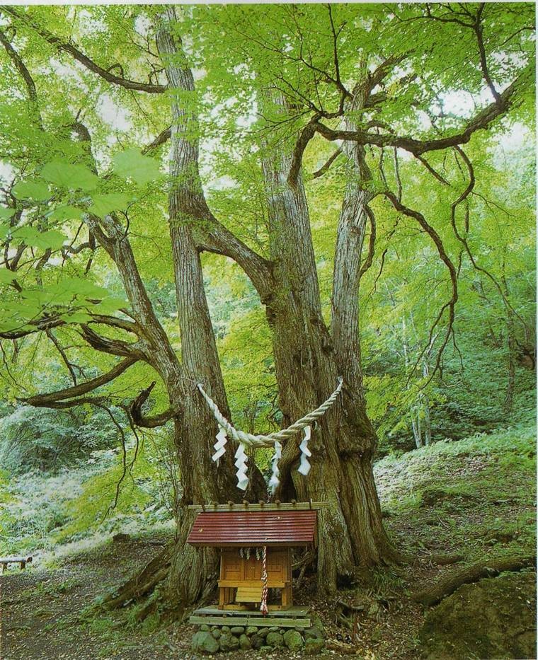巨樹 巨木 100選 巨樹巨木巡礼の写真家 鎮守の杜の旅人 渡邊典博 公式HP