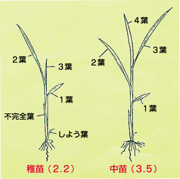 水稲育苗のポイント 株式会社 啓文社製作所