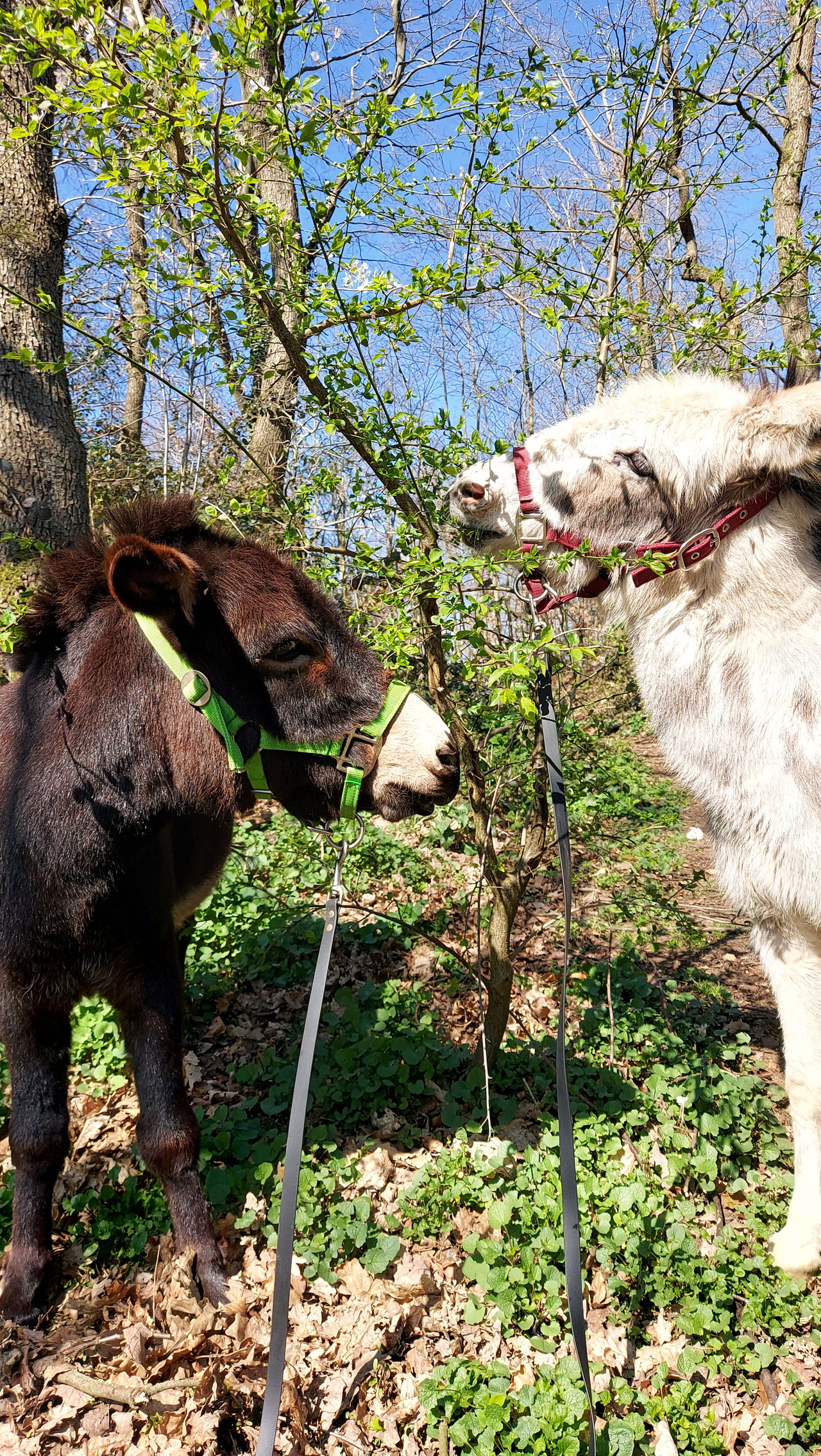 Esel der tiergestützten Intervention - ponyhof-tiemanns Webseite!