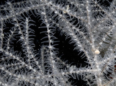 coral under microscope