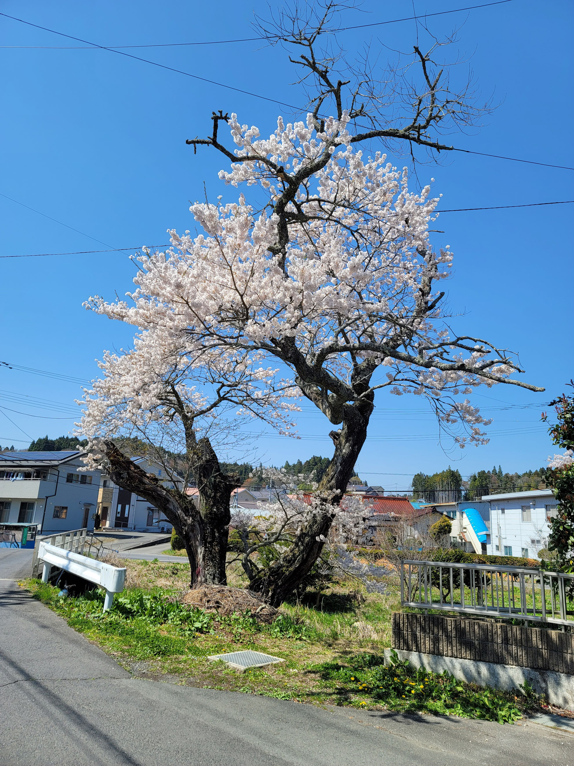 令和5年の桜 - mio-tec ページ！