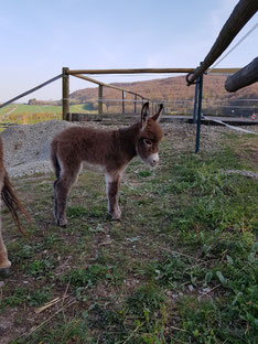 Miniesel - Miniaturesel - Mini Esel - anes miniatures - donkey ...