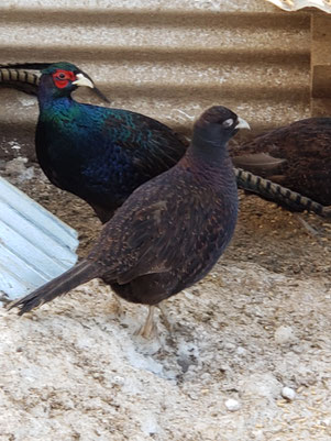 Melanistic Ringneck Pheasant