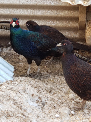 Melanistic Ringneck Pheasant