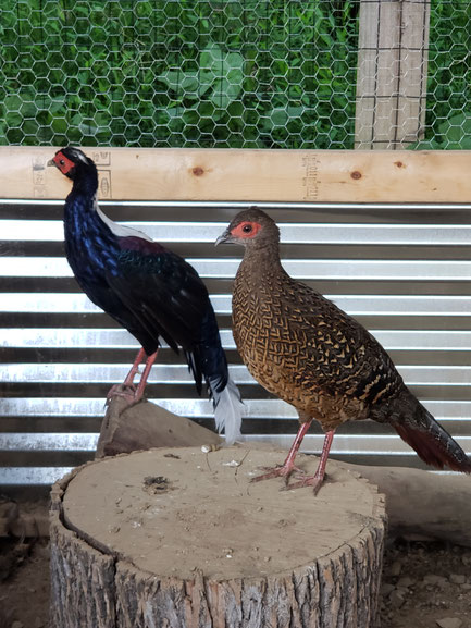 Melanistic Ringneck Pheasant
