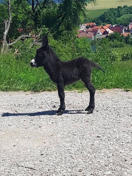 Miniesel - Miniaturesel - Mini Esel - anes miniatures - donkey ...