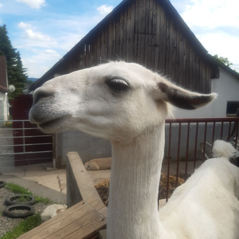 Lamas/Alpaka - offizielle Website