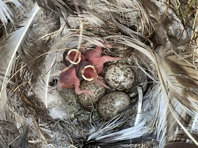 2022 - agropsar-philippensis ページ！