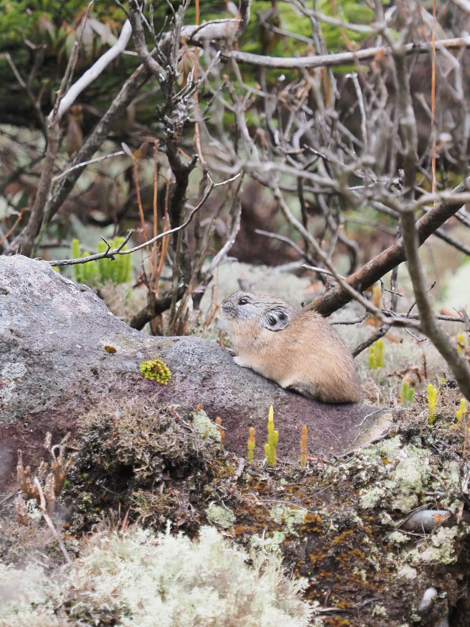 ナキウサギとエゾモモンガ pika and flying squirrel Oct-Nov - lodgeluckyfield ページ！