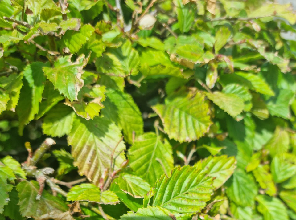 Hoe krijg je de mooiste beukenhaag? - Snoei tips - Lindaschrijfthetop.nl