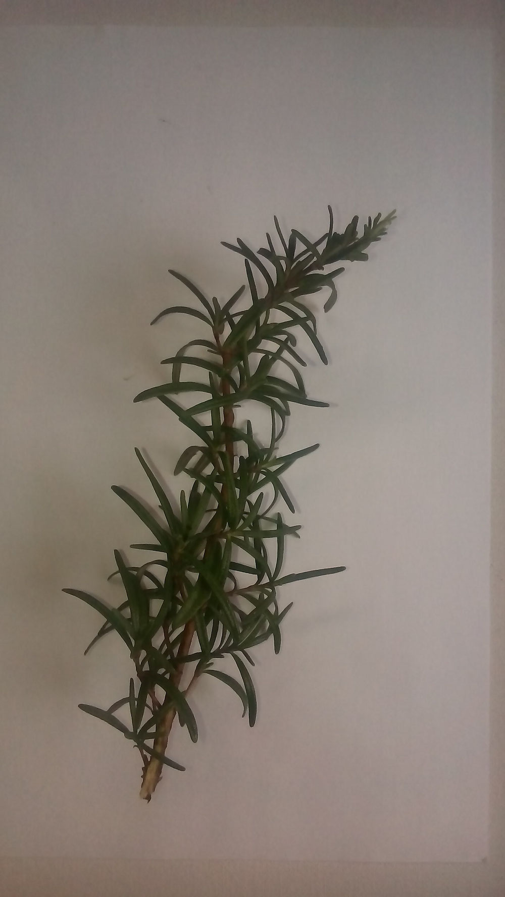 Romarin - Druide gaulois.