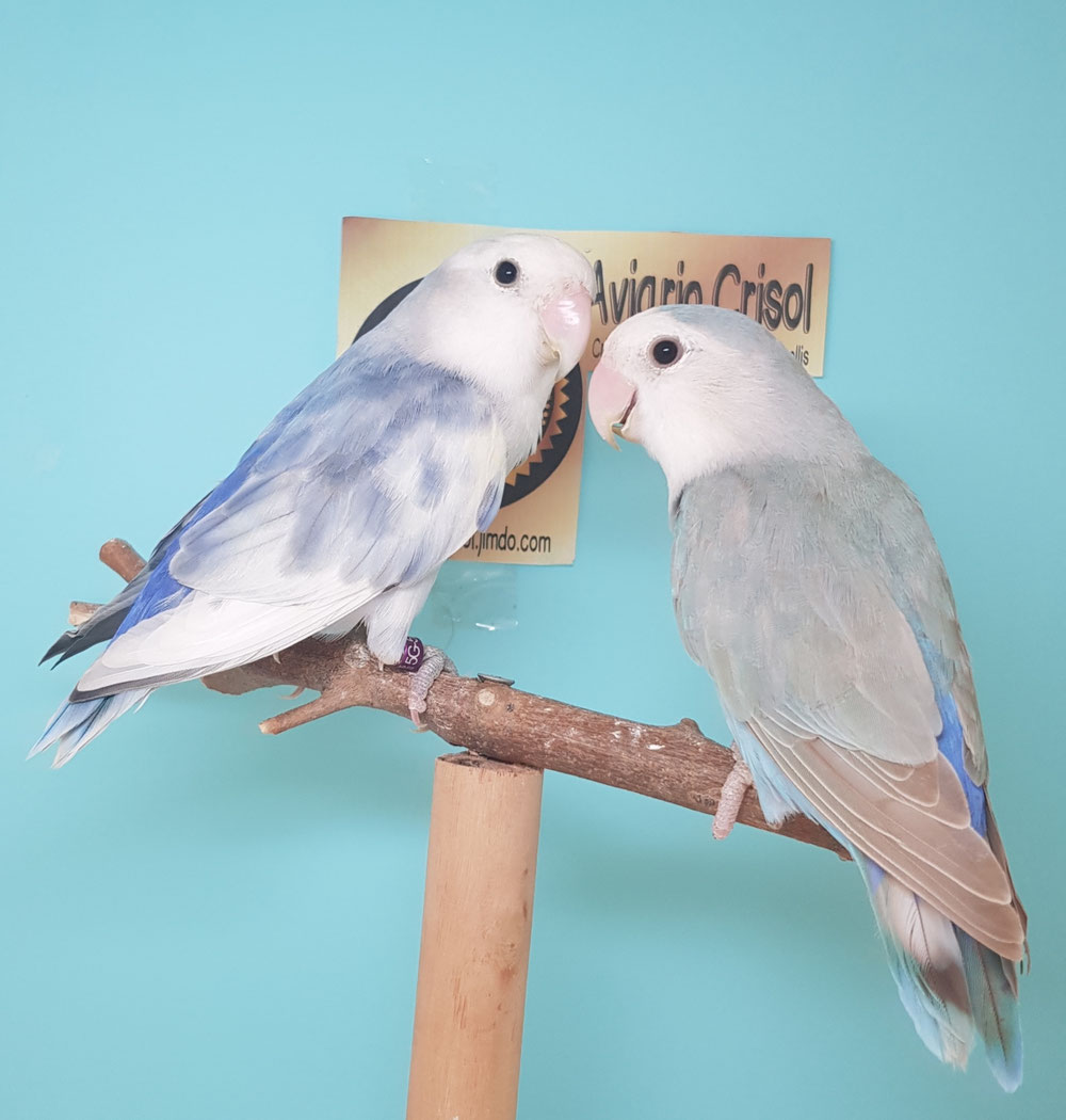 PAREJAS REPRODUCTORAS - Aviario Crisol