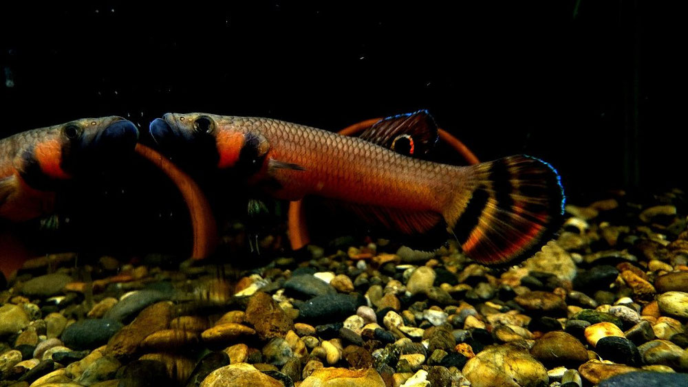 B.macrostoma - nation7080 ページ！