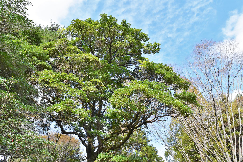 タブノキ - 庭木図鑑 植木ペディア