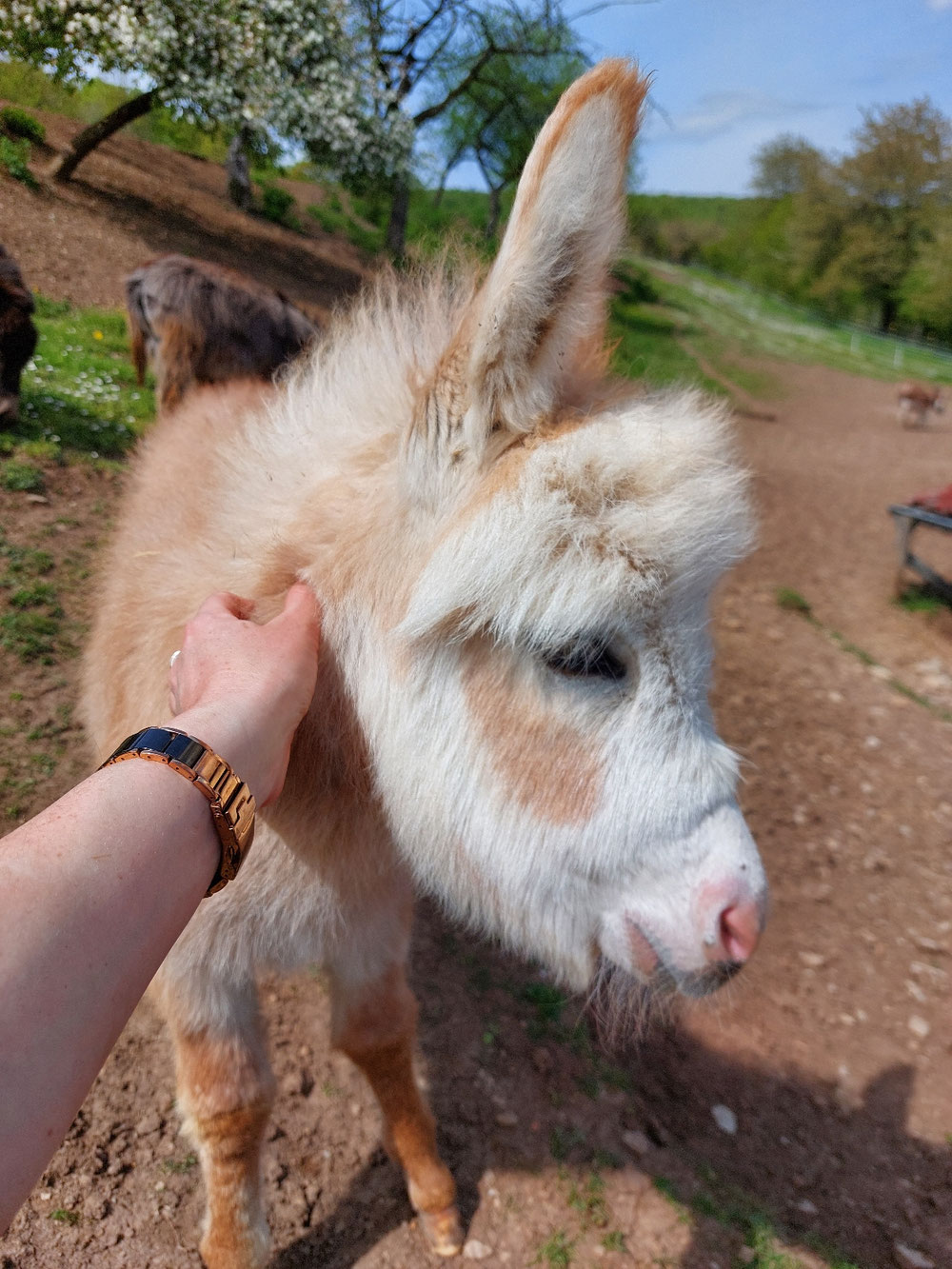 Miniesel - Miniaturesel - Mini Esel - anes miniatures - donkey ...