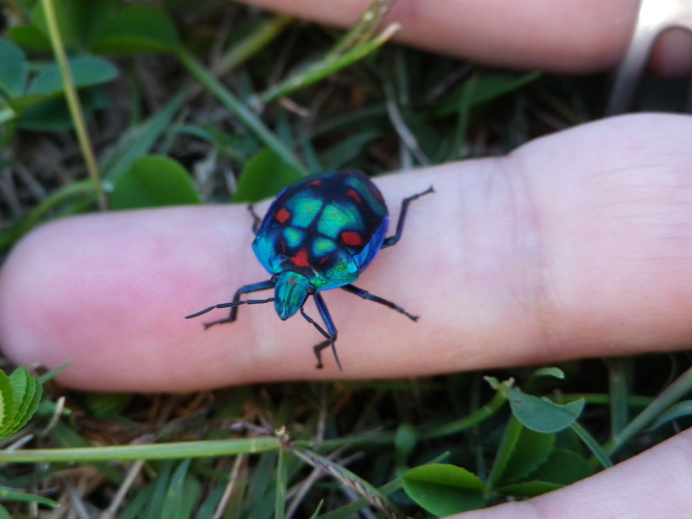 Melbourne back to Sydney (inland) and on to Brisbane - stealthsprinter