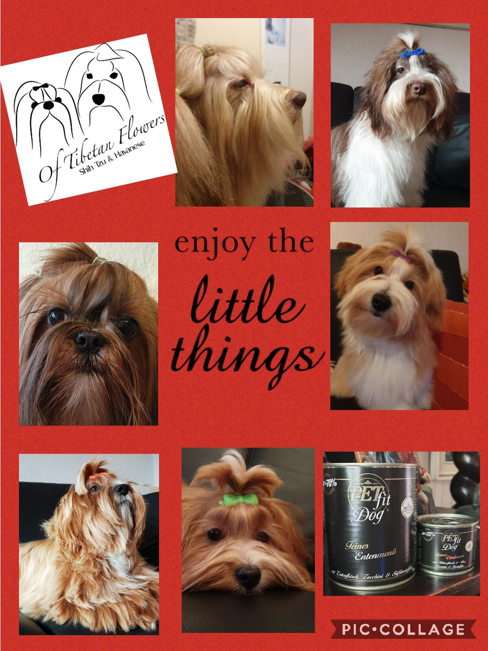 Our Shih Tzu Females - kikis-of-tibetanflowerss Webseite!