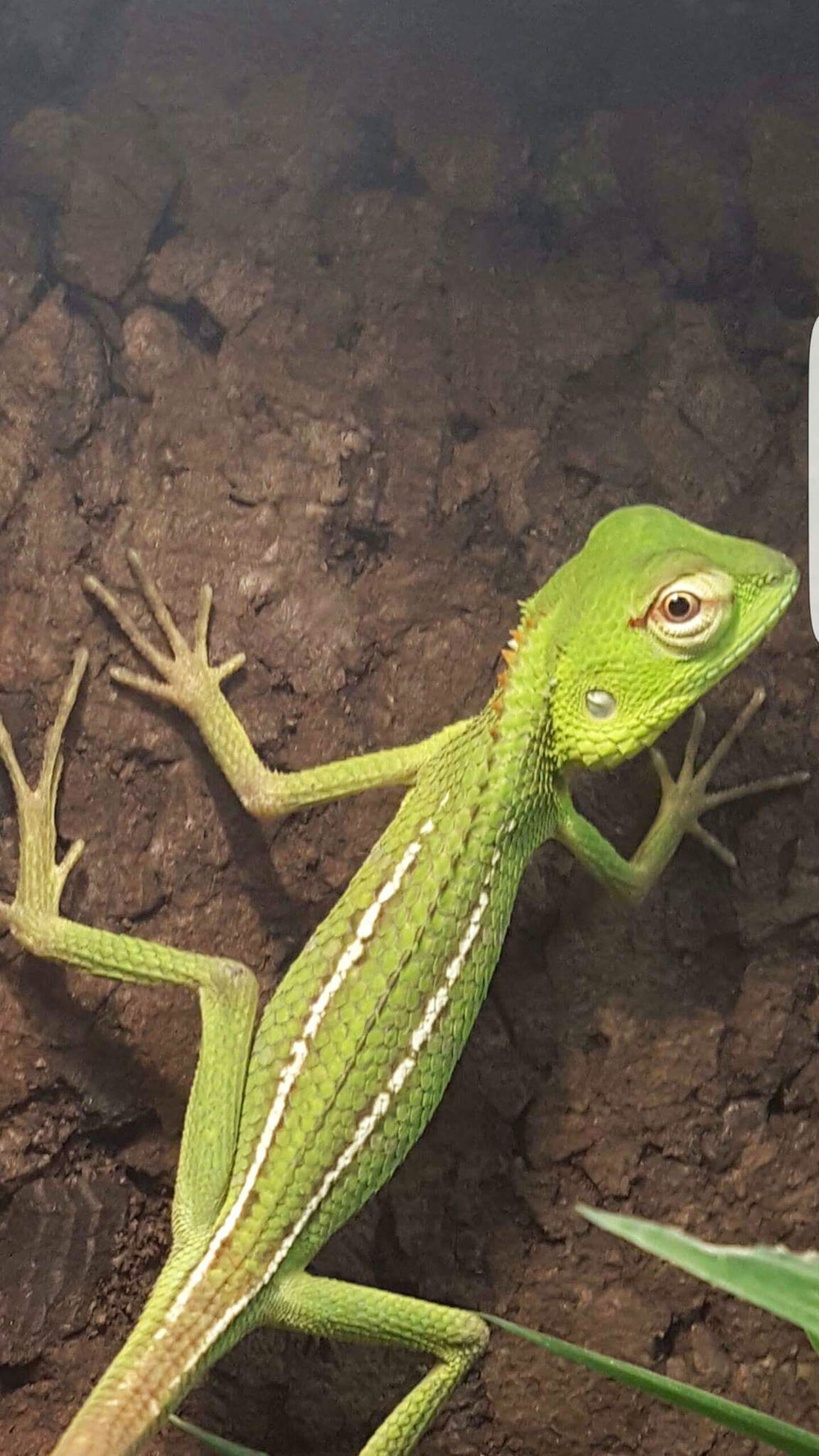 Calotes calotes - Zucht und Haltung australischer Warane und Echsen