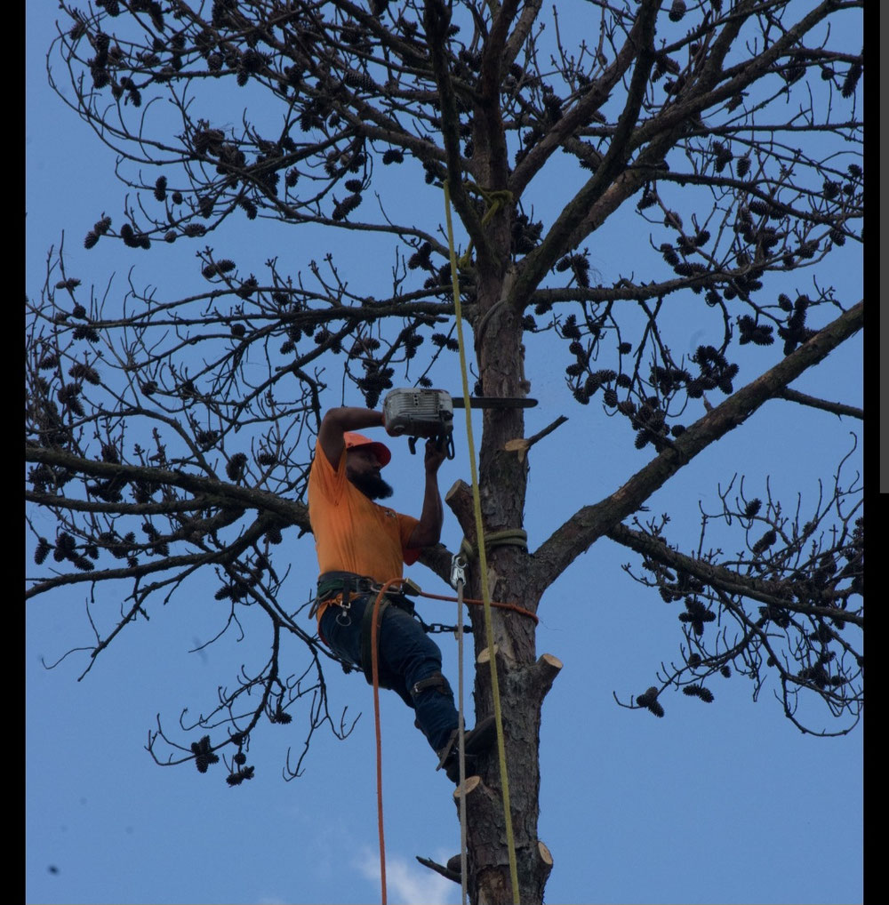 TREE TRIMMING & LANDSCAPE SERVICE - johnstreetrimming
