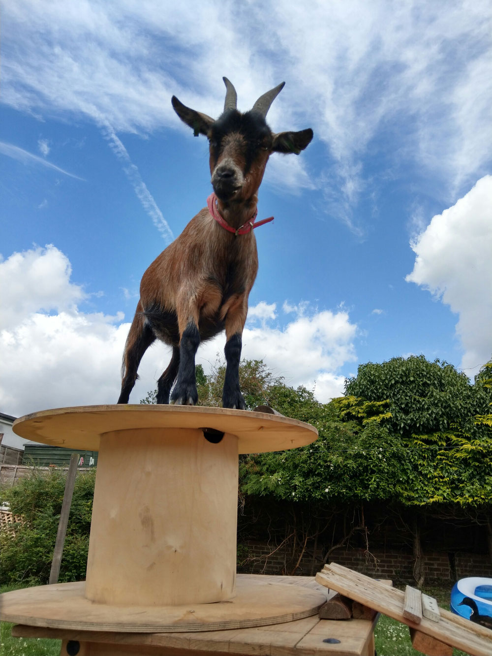 Living the Good Life............... - louki-farm