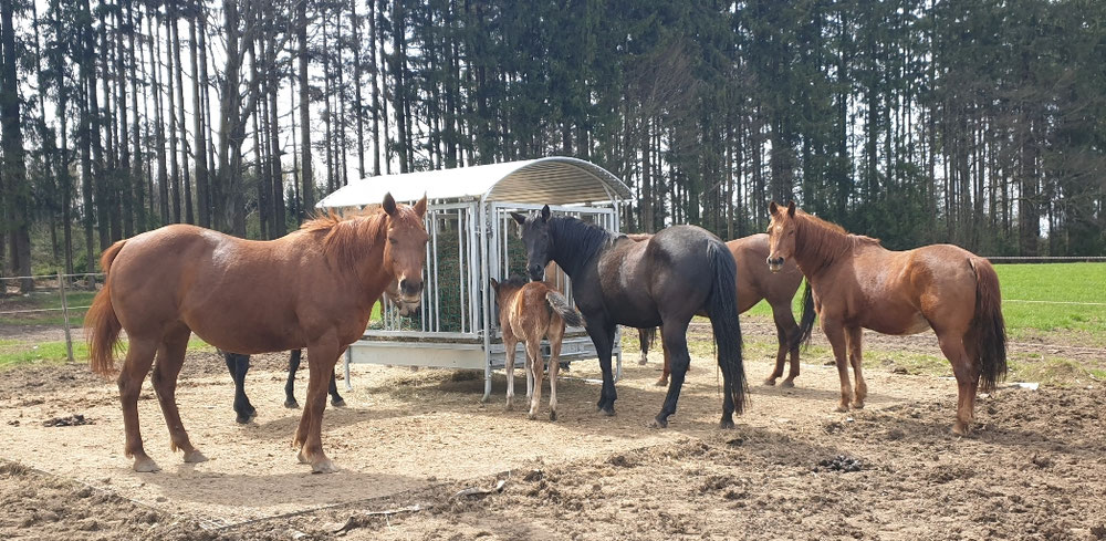 Ranch Bilder - alma-qhs Webseite!