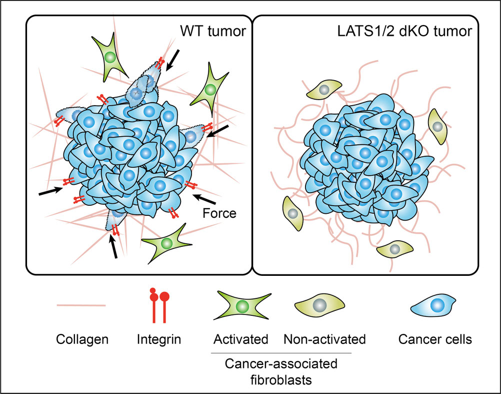 論文（Cancer Sci.） - 東京科学大学 細胞動態学分野