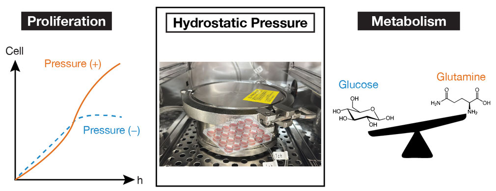 論文（Biochem. Biophys. Res. Commun.） - 東京科学大学 細胞動態学分野
