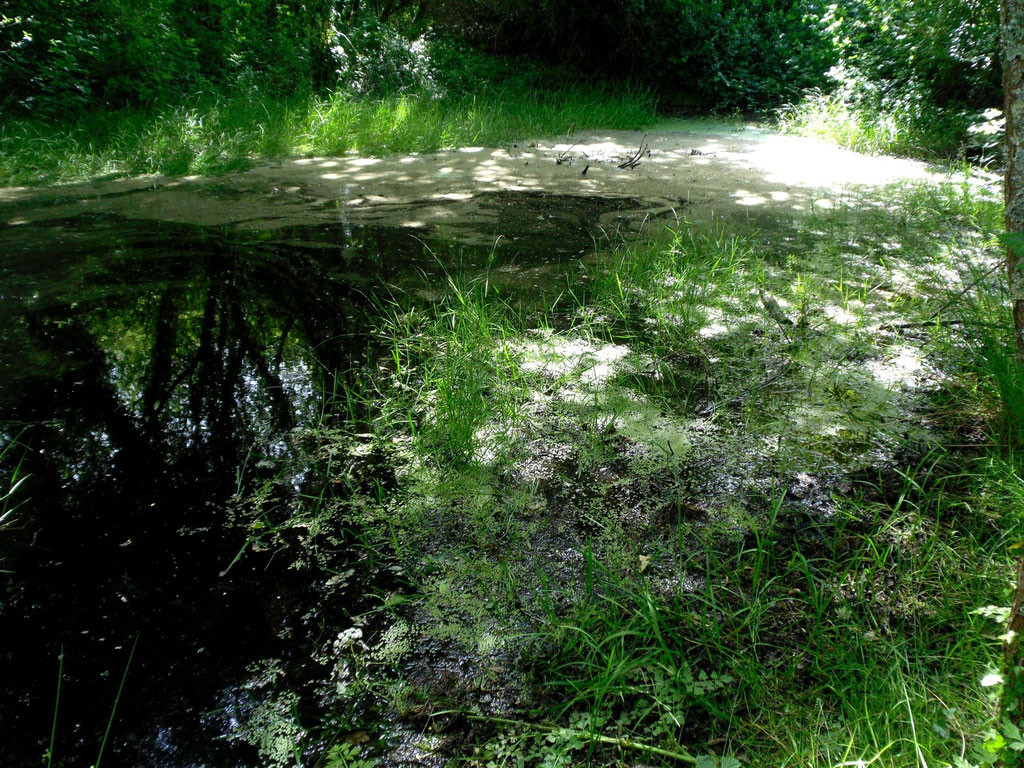 La Faune Métropolitaine - Site Jimdo de shadows-passion!