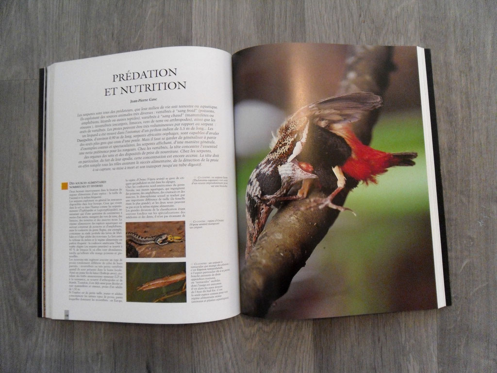 Serpents - Site Jimdo de shadows-passion!