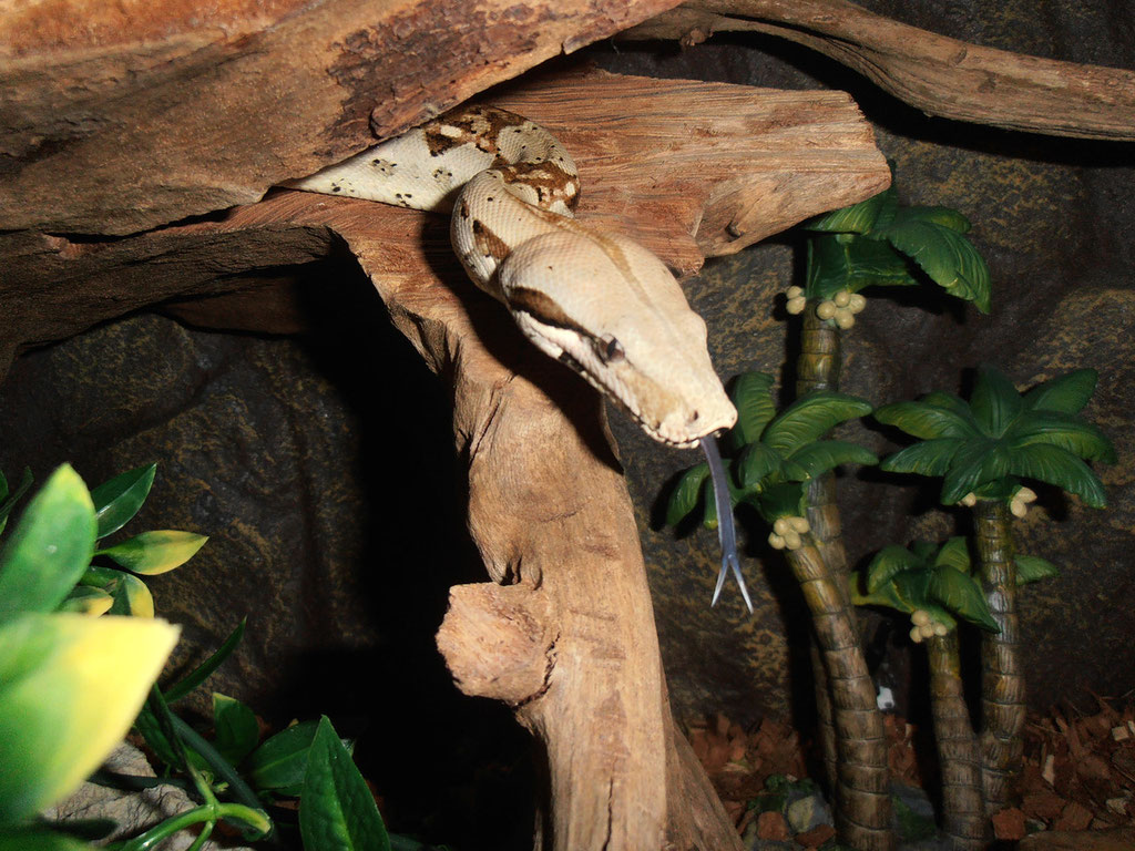 Le sens voméronasal - Site Jimdo de shadows-passion!